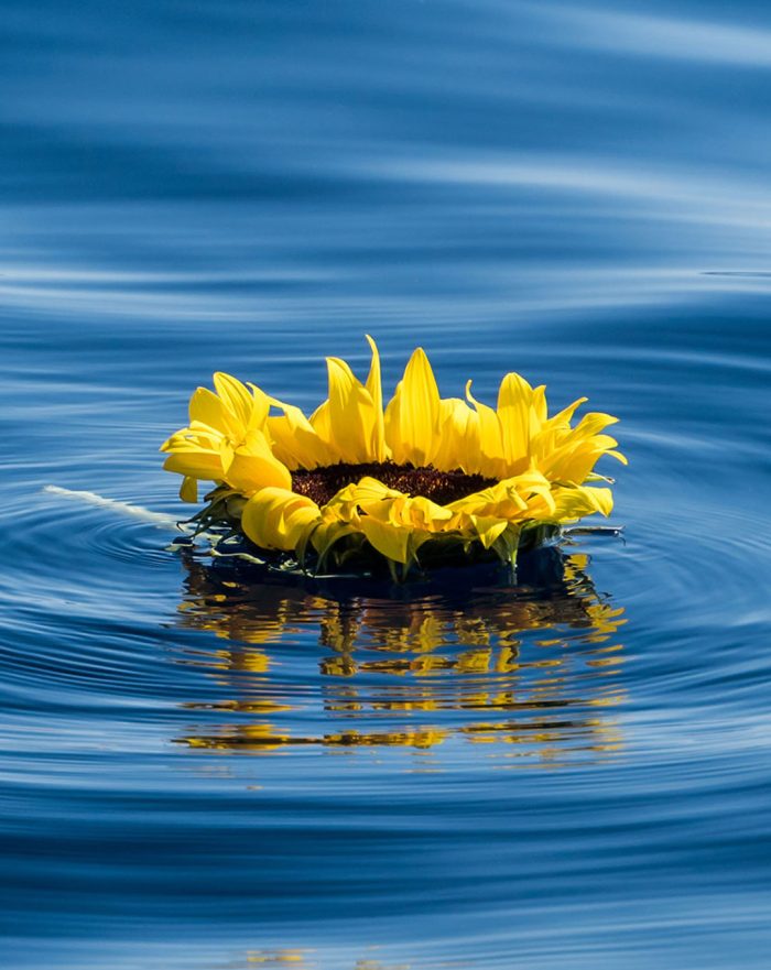 10 Tips for Spreading Ashes at Sea in Florida - Sea Burials